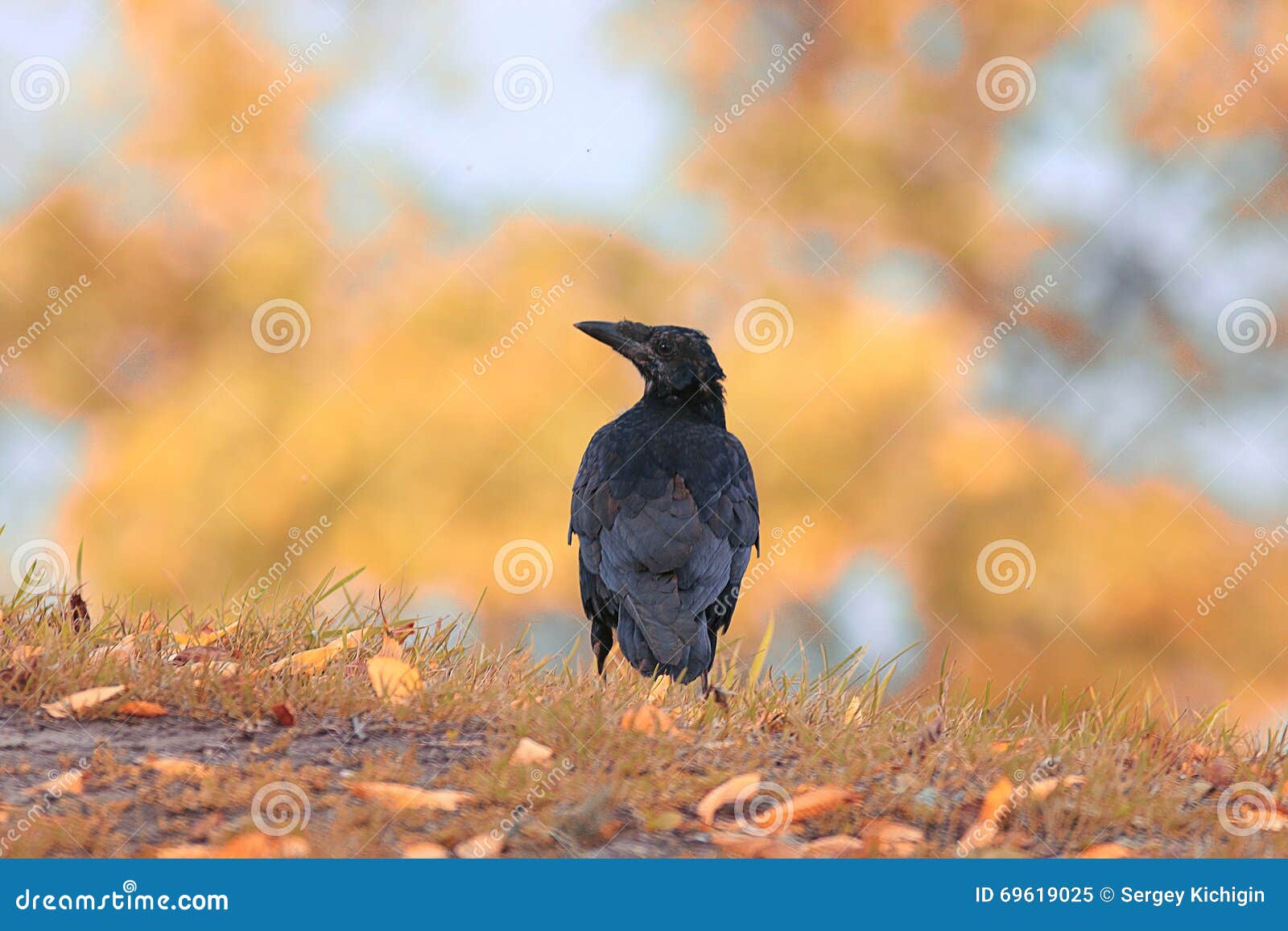 Bird rook stock image. Image of cute, carrion, crow, light - 69619025