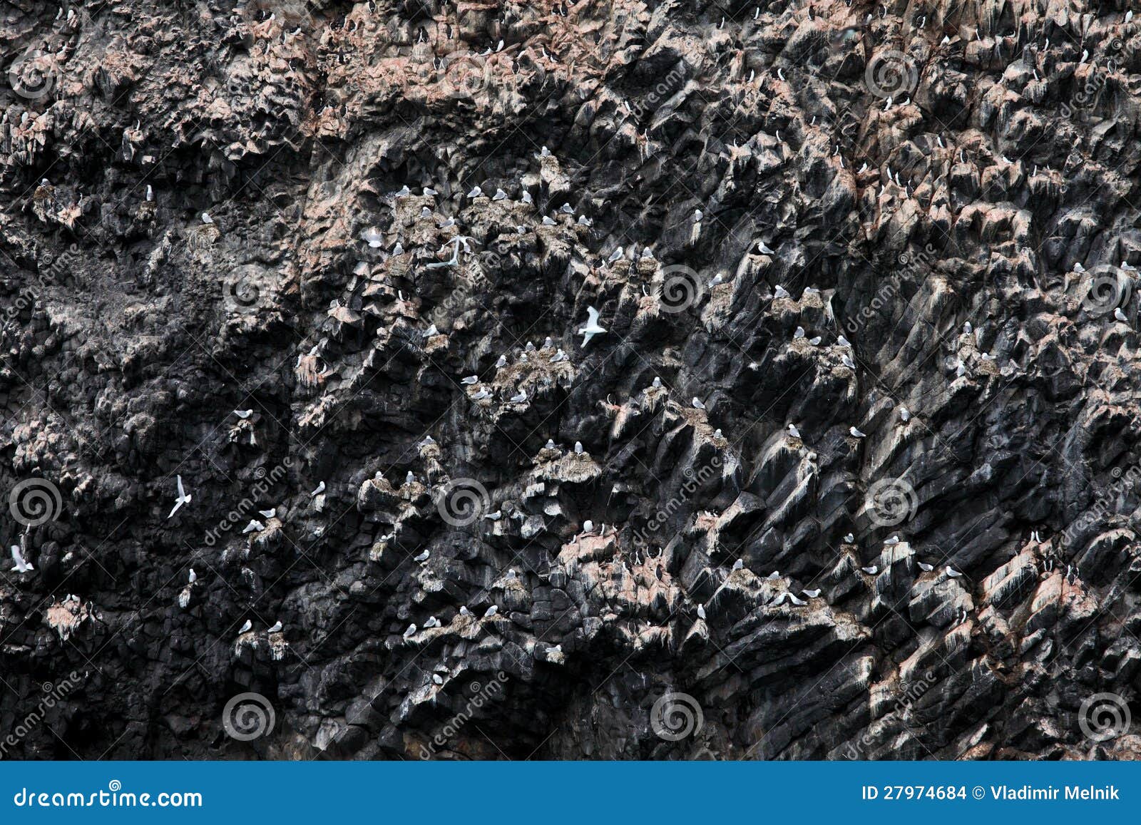 Bird rookery in Arctic stock photo. Image of rocky, franz - 27974684
