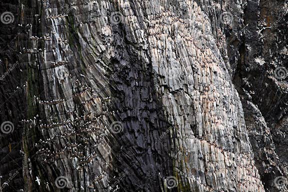 Bird rookery in Arctic stock image. Image of rookery - 28129445
