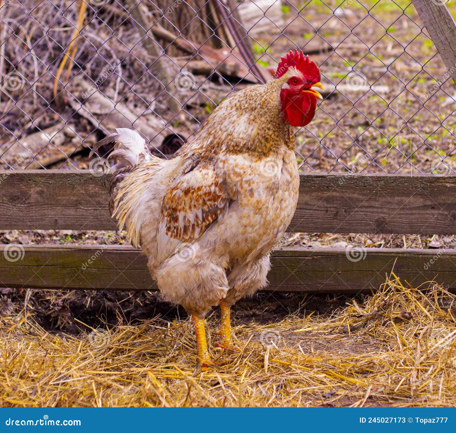 Bird Rooster on a Farm Plot Stock Image - Image of countryside, poultry ...