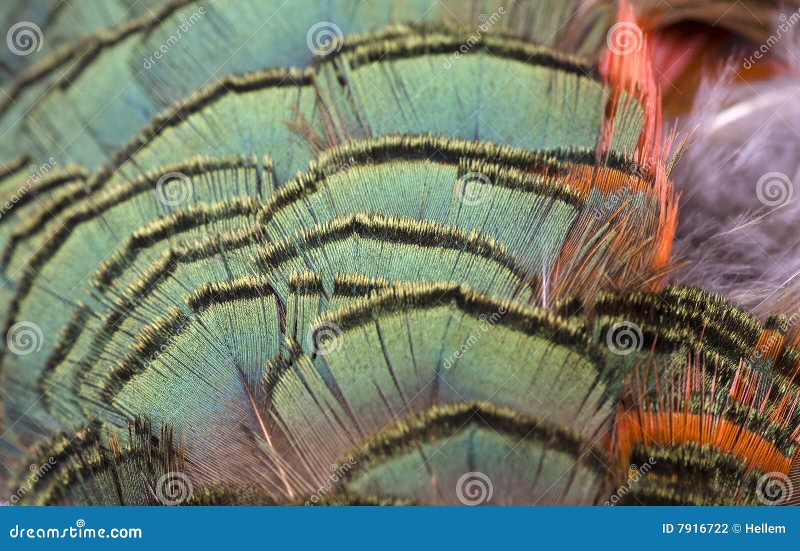 Bird - Rooster Feathers stock photo. Image of color, macro - 7916722