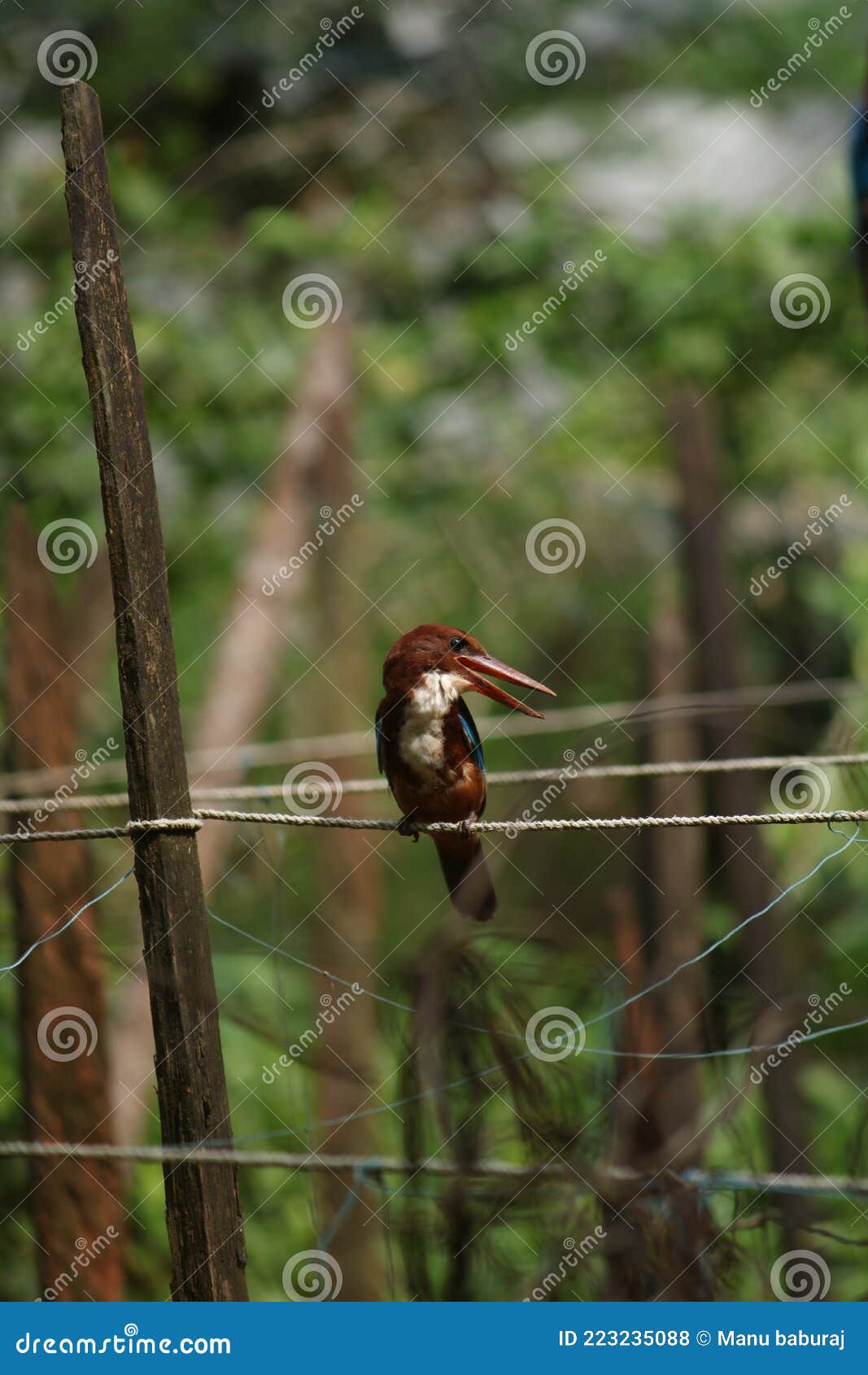 A bird on a rope. stock photo. Image of rope, bird, wood - 223235088