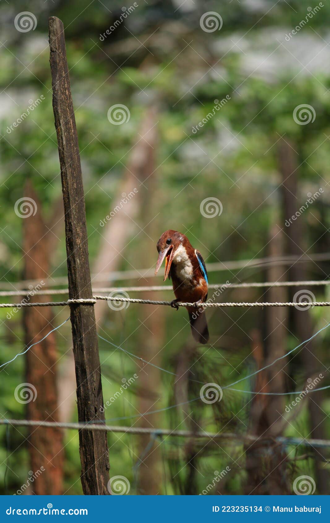 A bird on a rope. stock photo. Image of rope, green - 223235134