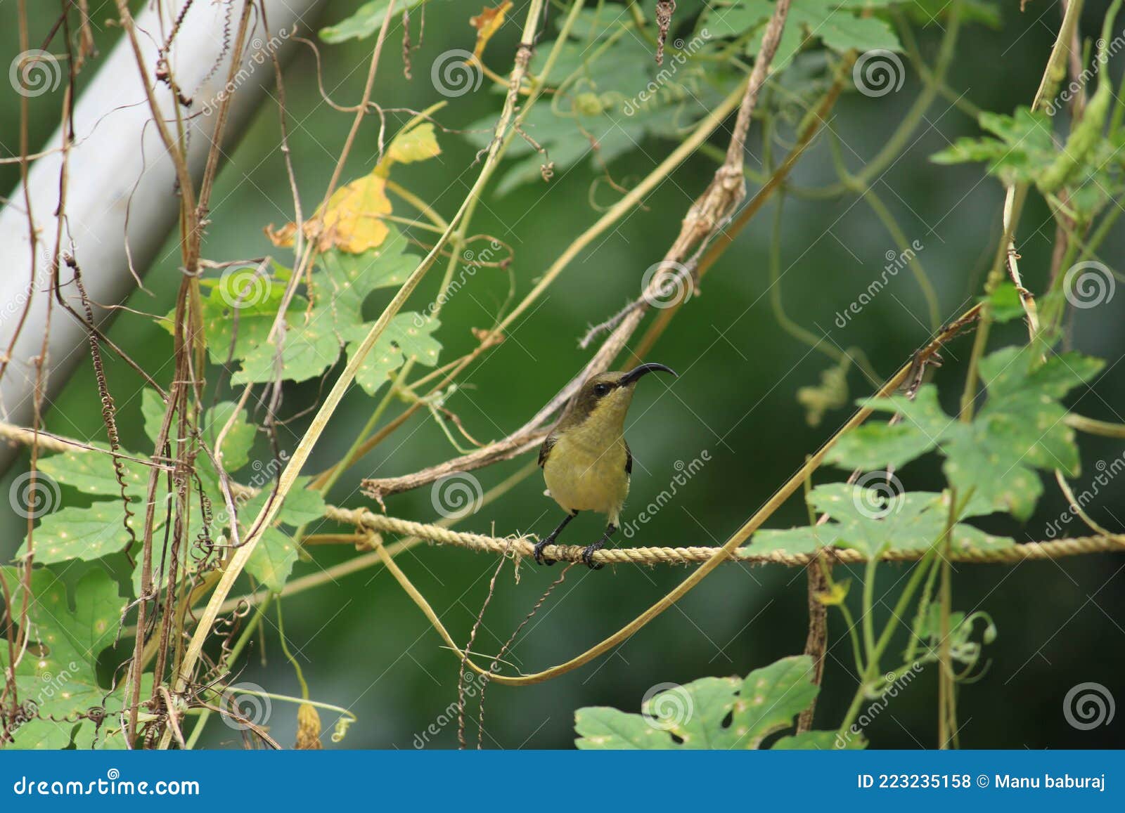 A bird on a rope. stock photo. Image of leaves, green - 223235158