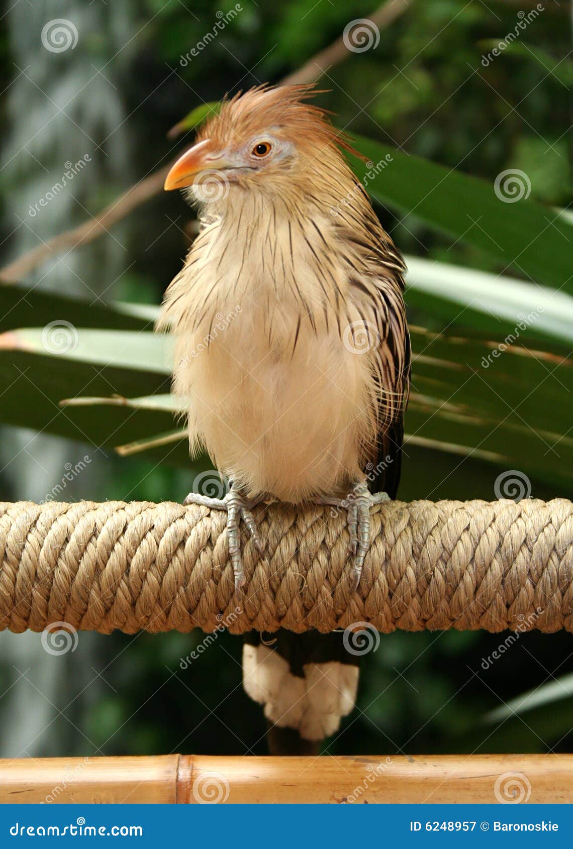 Bird on Rope stock image. Image of nature, animal, bird - 6248957