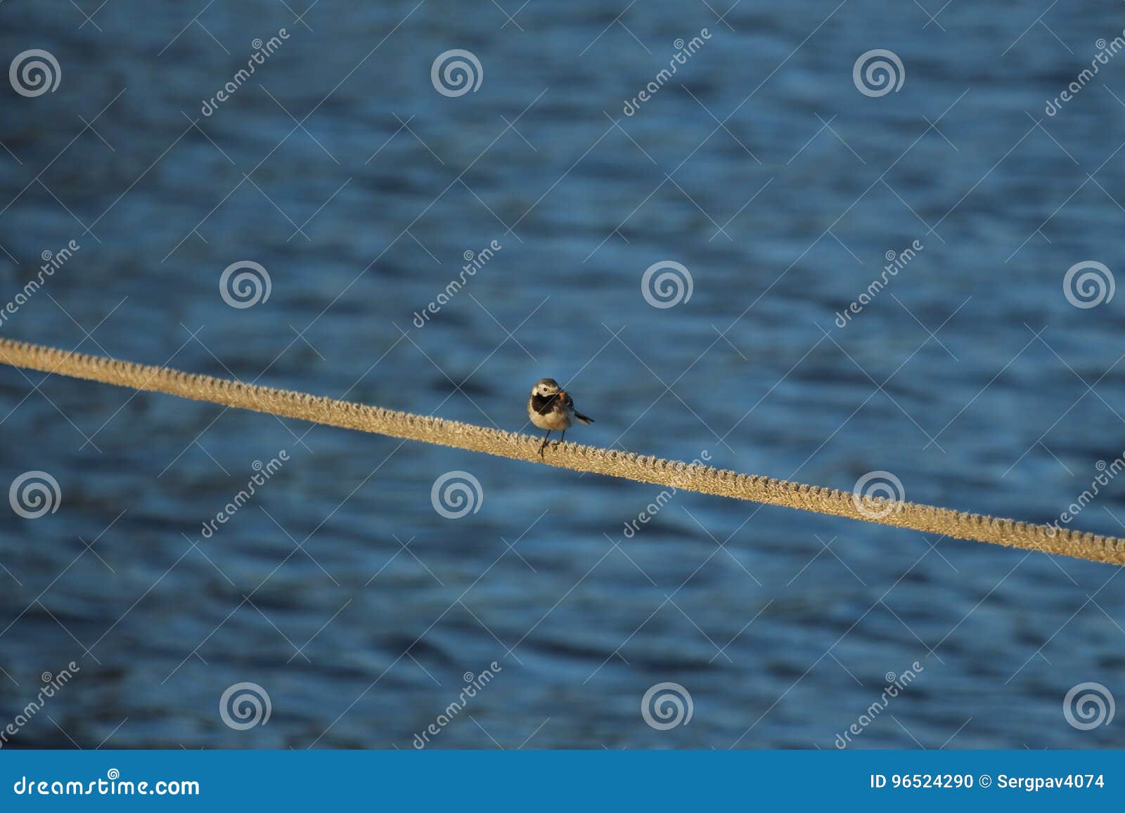 Bird on the rope stock photo. Image of tail, cowardly - 96524290