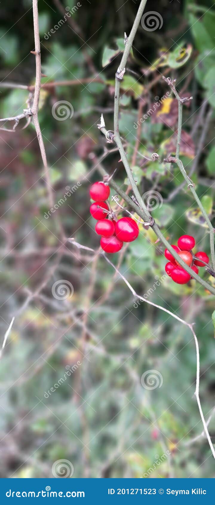 Bird Rowan tree stock image. Image of evergreen, produce - 201271523