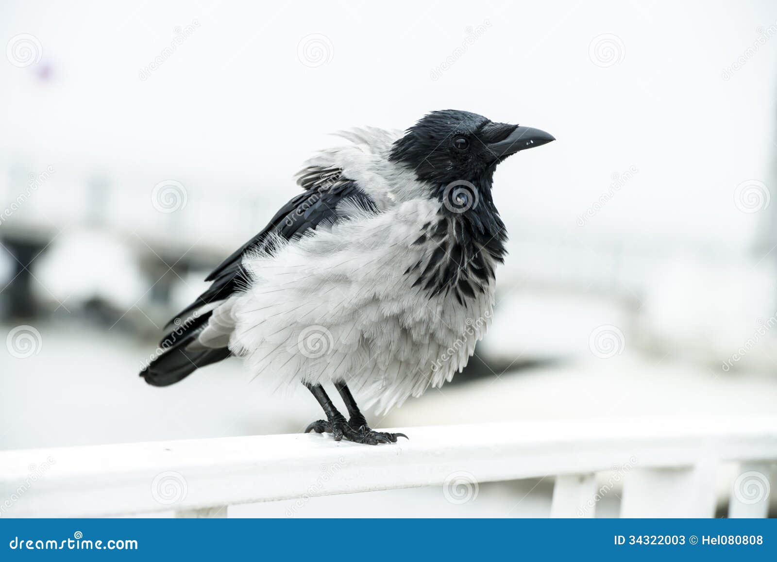 Bird with ruffled feathers stock image. Image of beak - 34322003