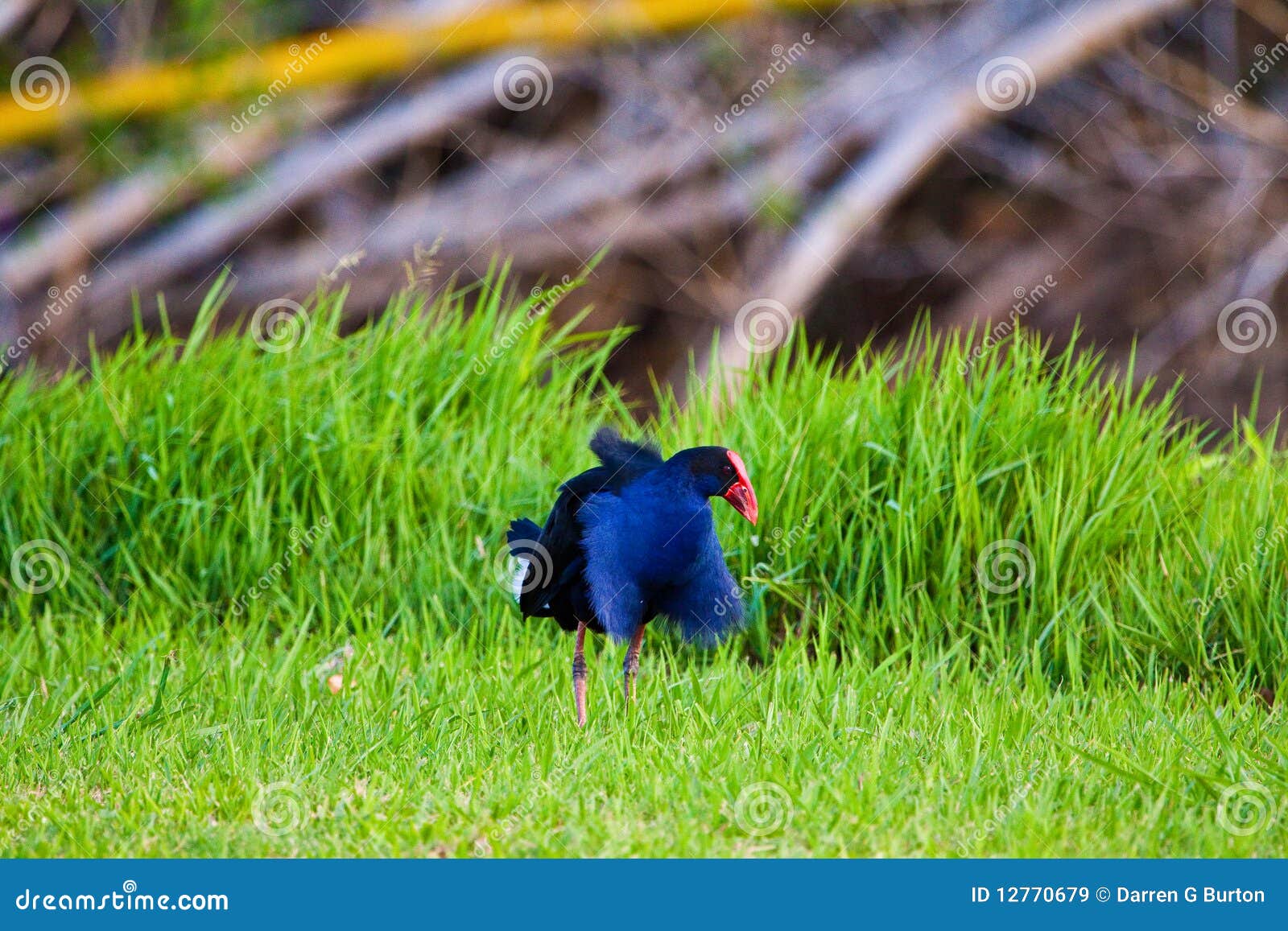Bird Ruffling Feathers stock image. Image of grass, green - 12770679