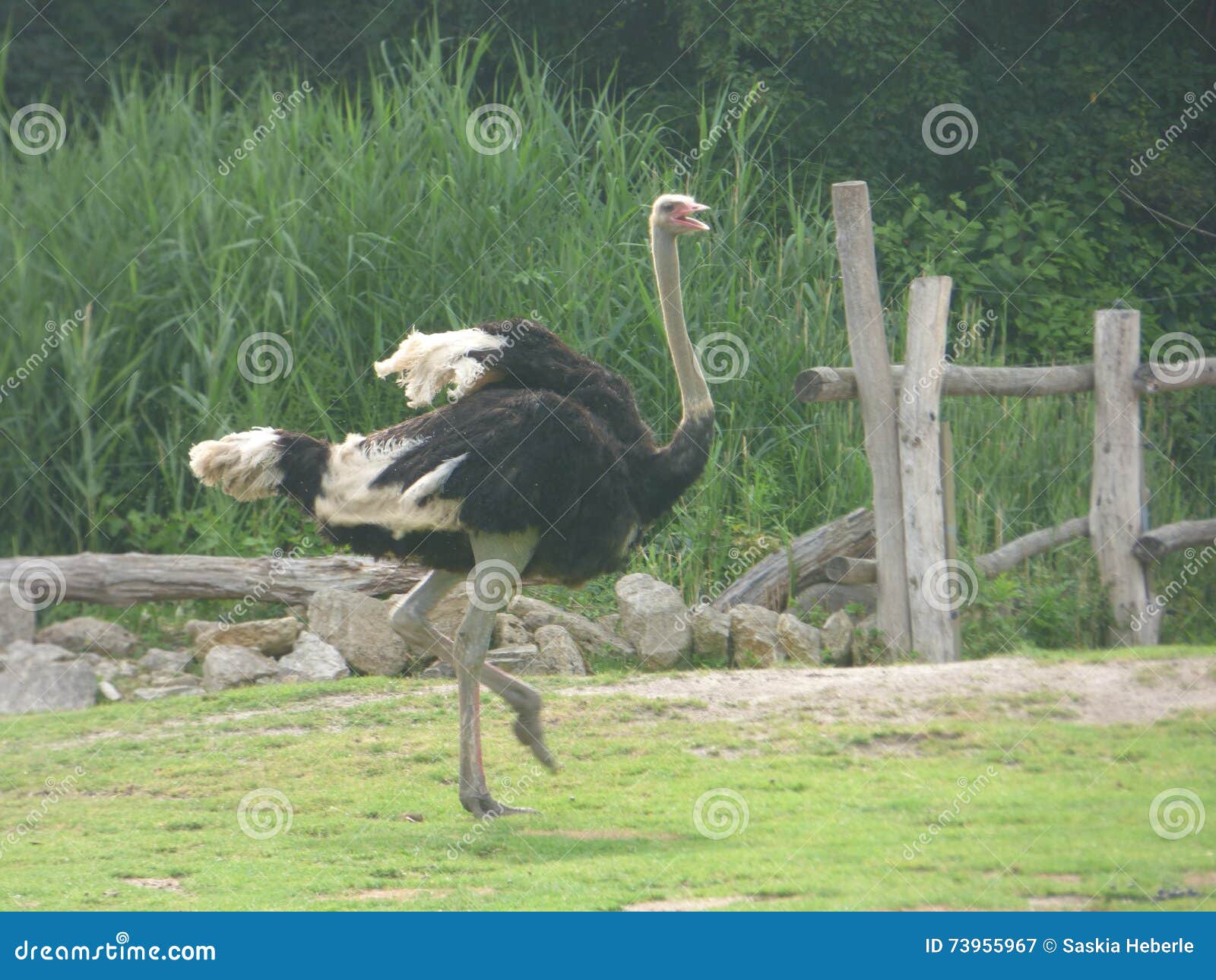 Bird stock image. Image of fast, grass, outdoor, wood - 73955967