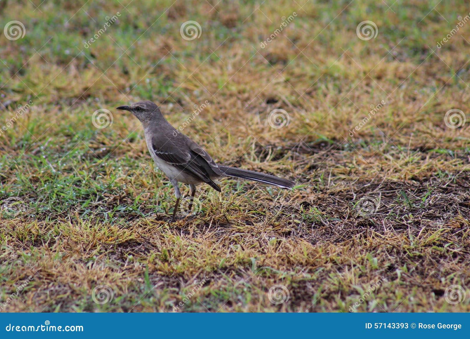 Bird stock image. Image of bird, running, nature, critter - 57143393