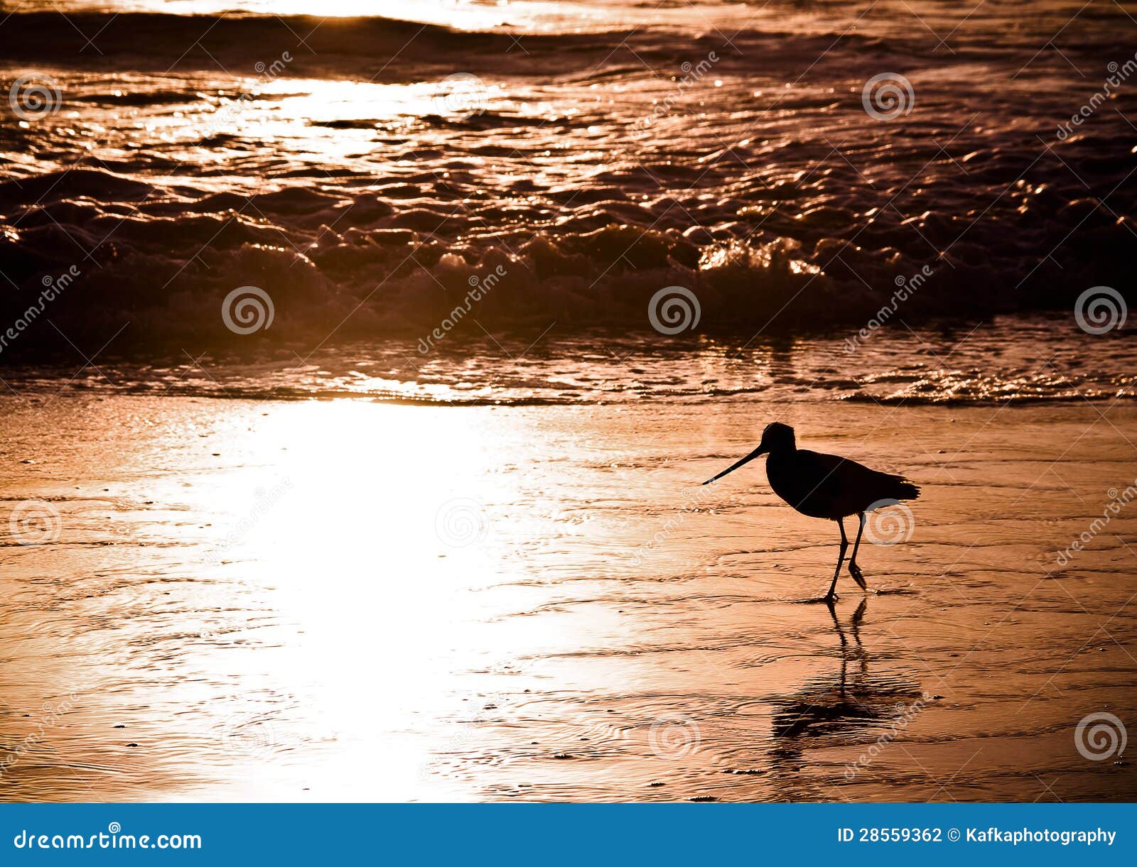 Bird Running at Sunset stock photo. Image of waterbird - 28559362