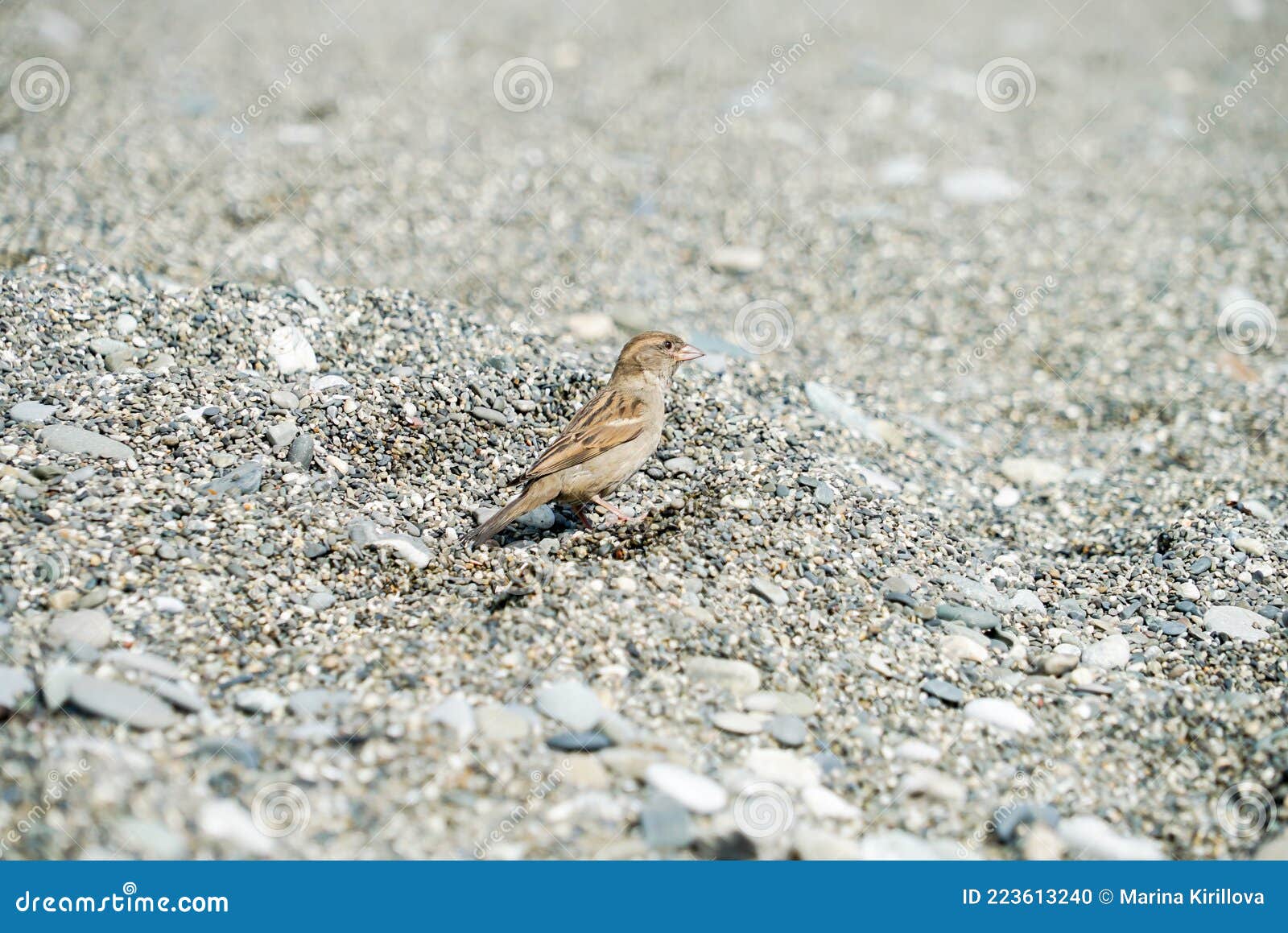 Grey sparrow on dark sand stock photo. Image of asphalt - 223613240