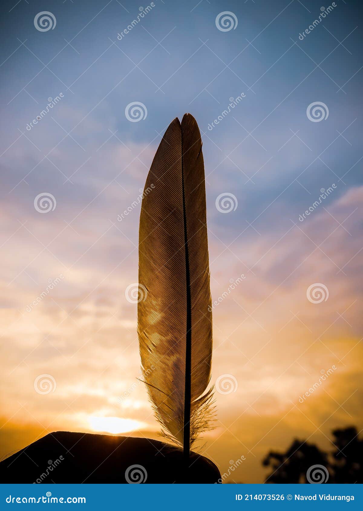 Bird S Brown Feather at Sunset Evening Stock Photo - Image of ...