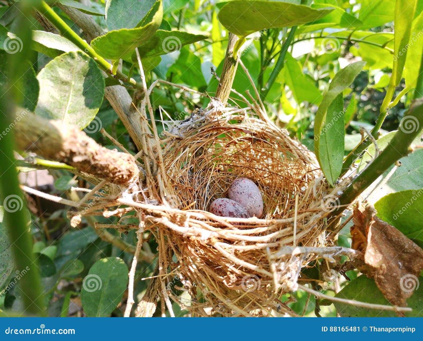 Bird`s Egg in the Little Nest. Stock Image - Image of trees, eggs: 88165481