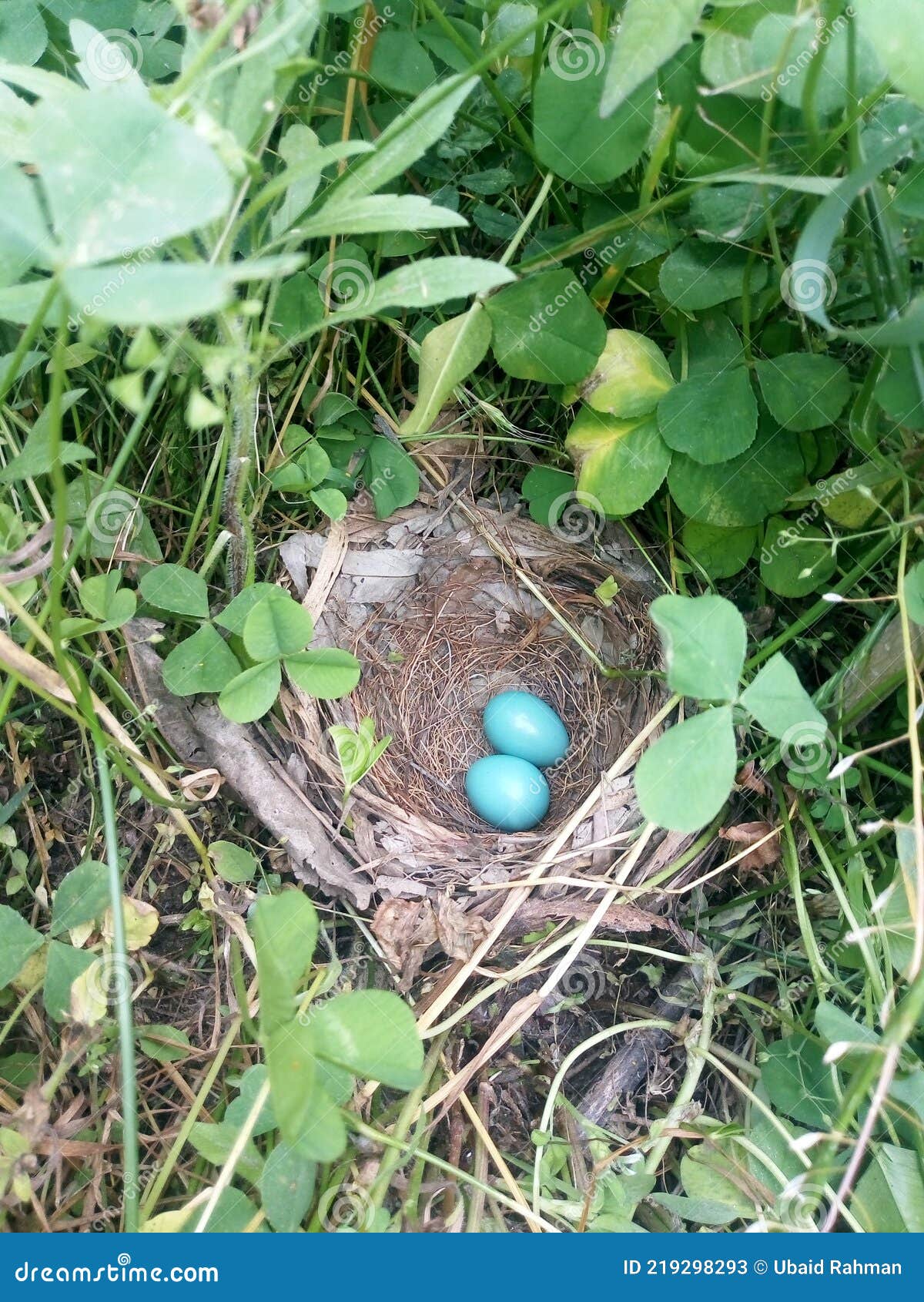 Bird,s eggs in its nest stock image. Image of nature - 219298293