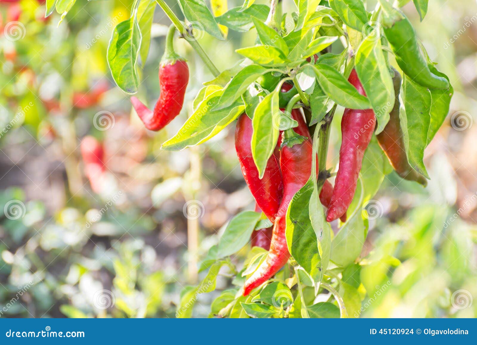 Bird S Eye Chili Grow in Garden. Stock Photo - Image of pepper, leaves ...