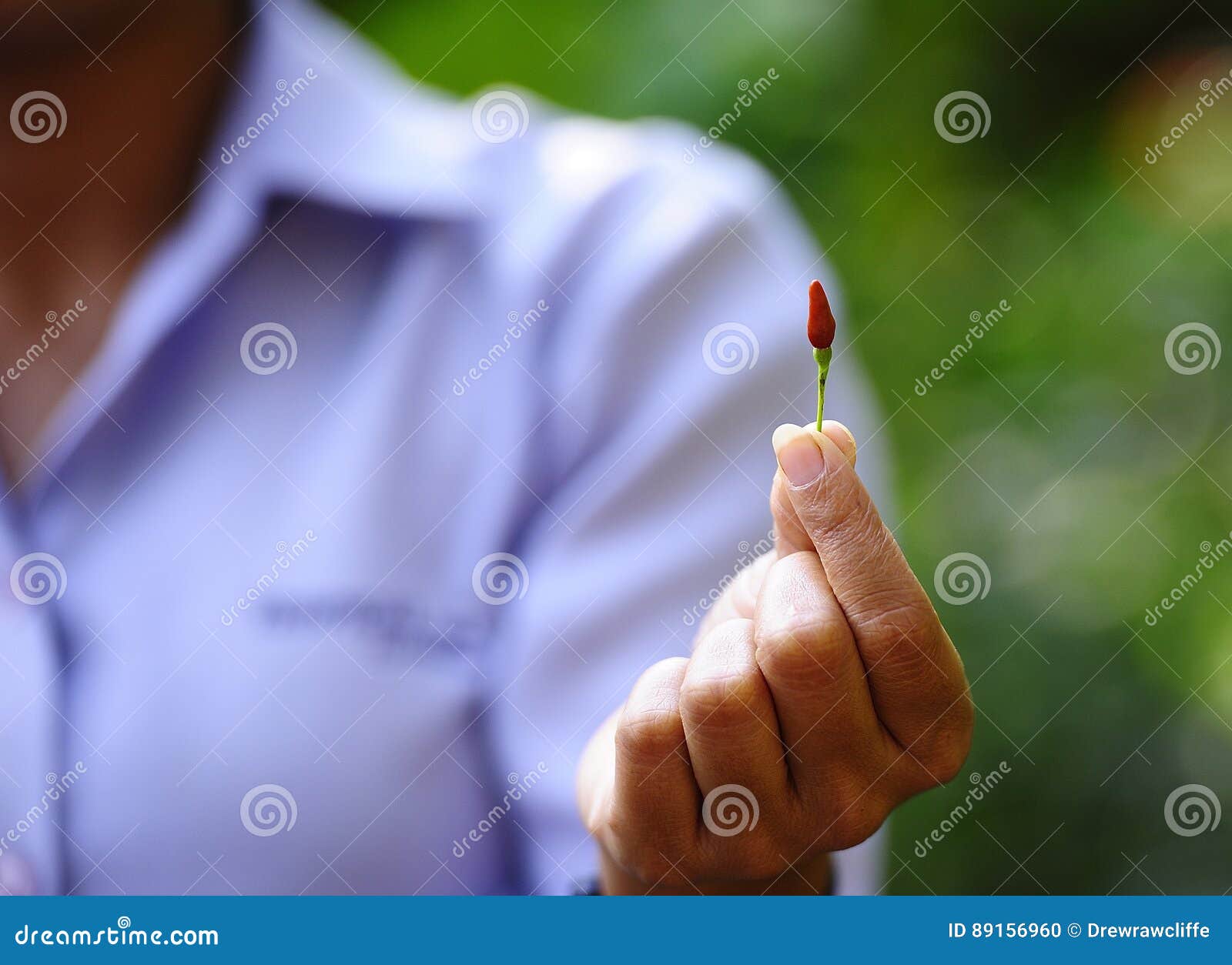 Bird`s eye chilli stock photo. Image of kerala, capsicum - 89156960