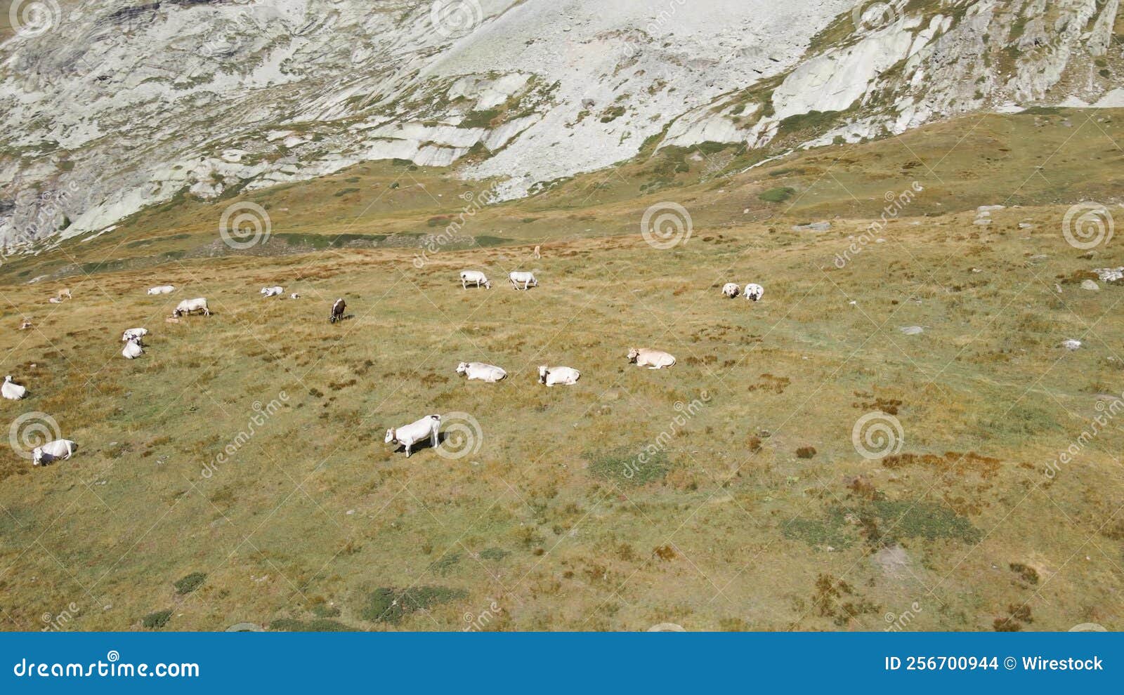 Bird S Eye View of Cow Lying on the Grass on Top of a Mountain Stock ...