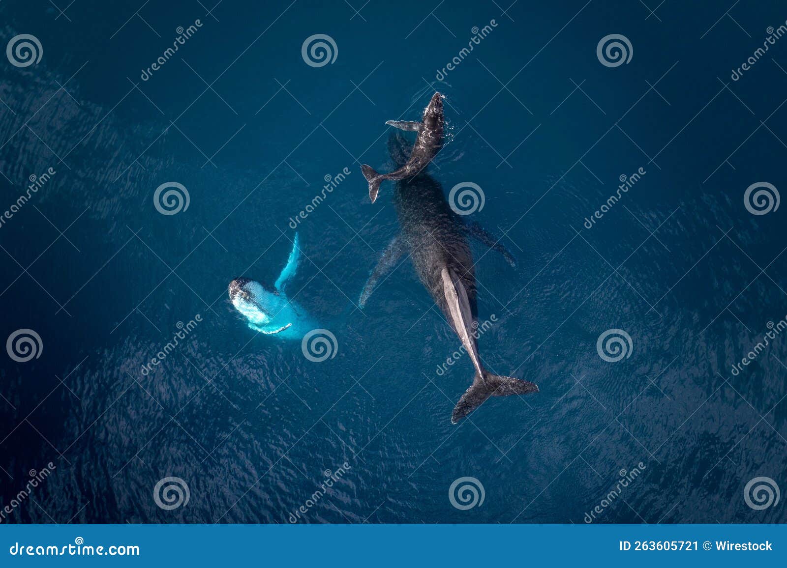 Bird S Eye View of Dolphins in the Clear Ocean Water Stock Image ...