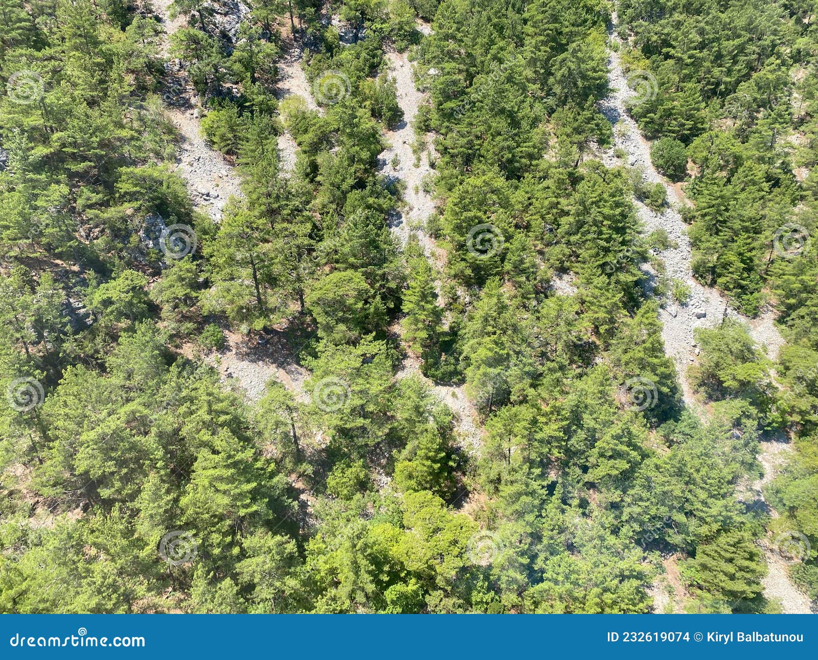 Bird`s-eye View of Evergreen Trees.Texture or Background Stock Photo ...