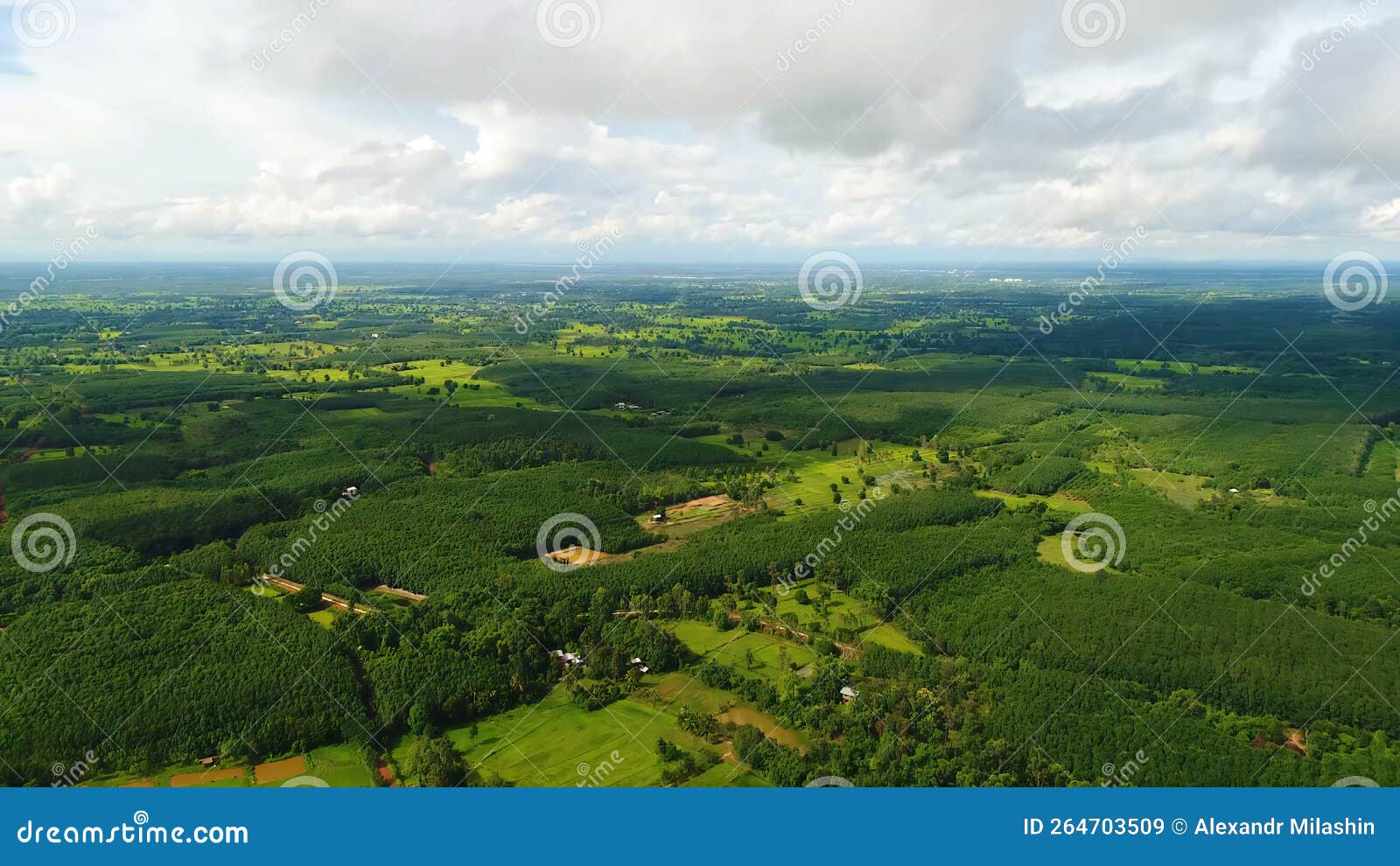 Forrest High stock image. Image of high, forest, grassland - 264703509