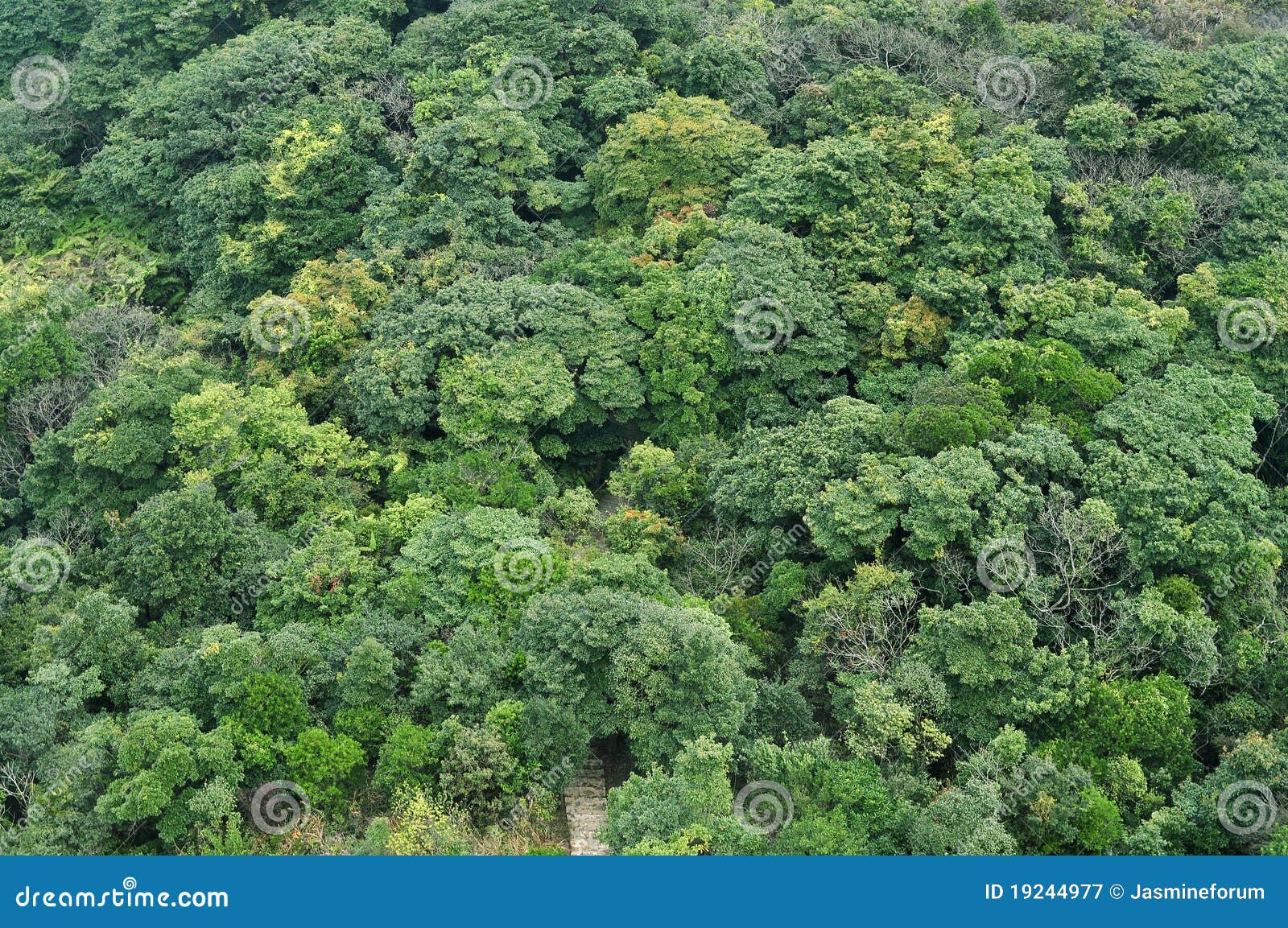 Bird s eye view forrests stock image. Image of tree, travel - 19244977