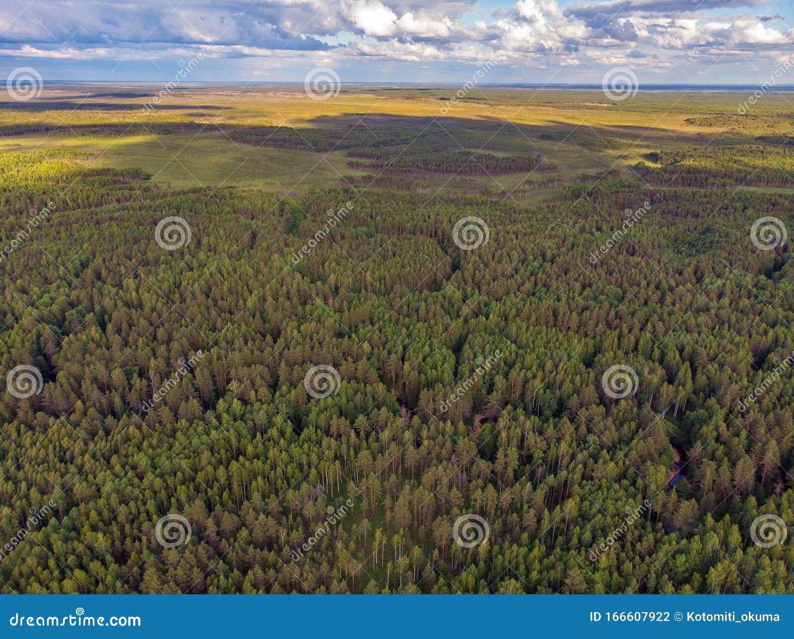 Birds-eye View of a Pine Forest in Summer Stock Photo - Image of ...
