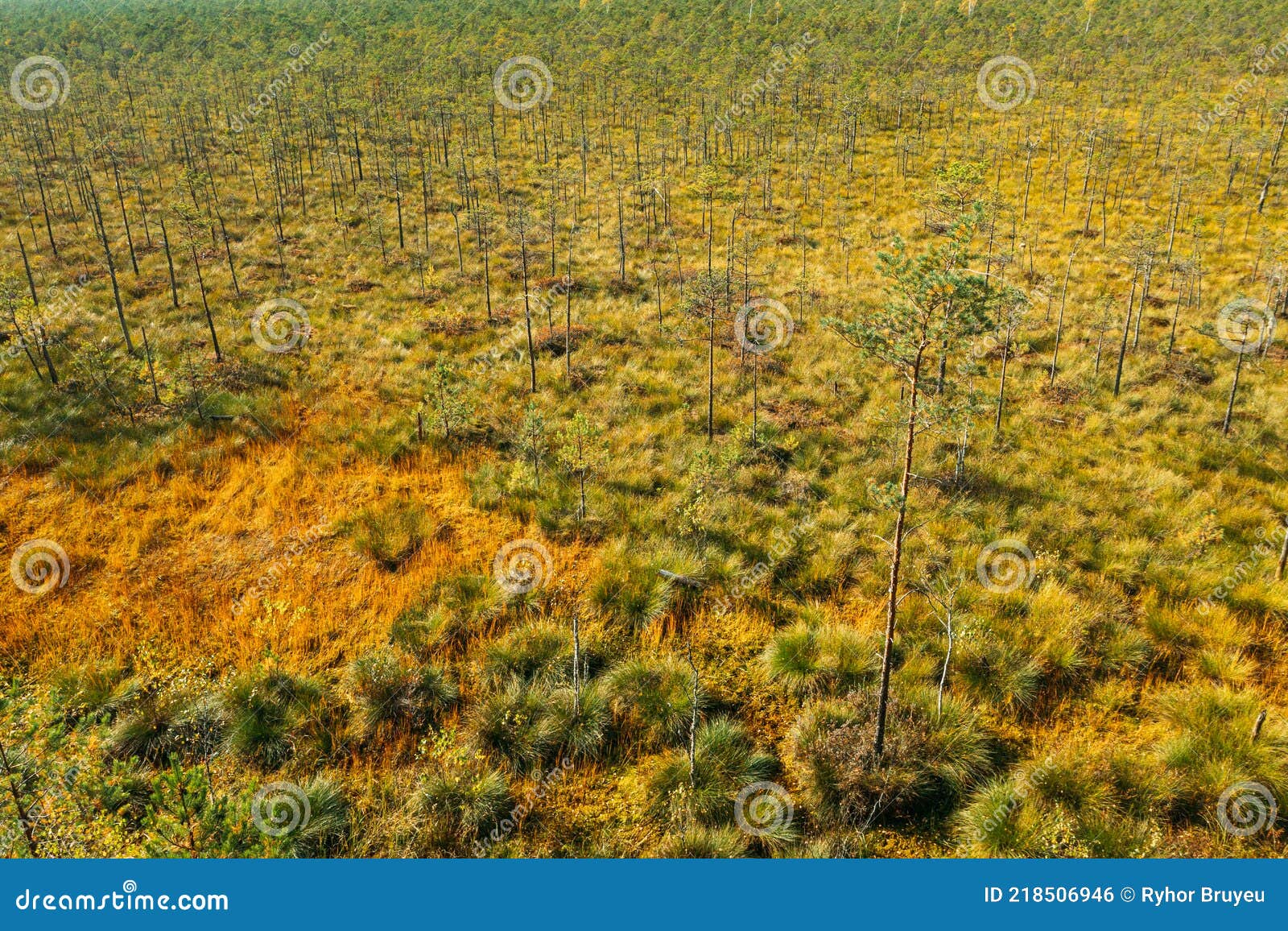 Bird S-eye View of Pine Tree Growing in the Swamp. Nature of Belarus ...