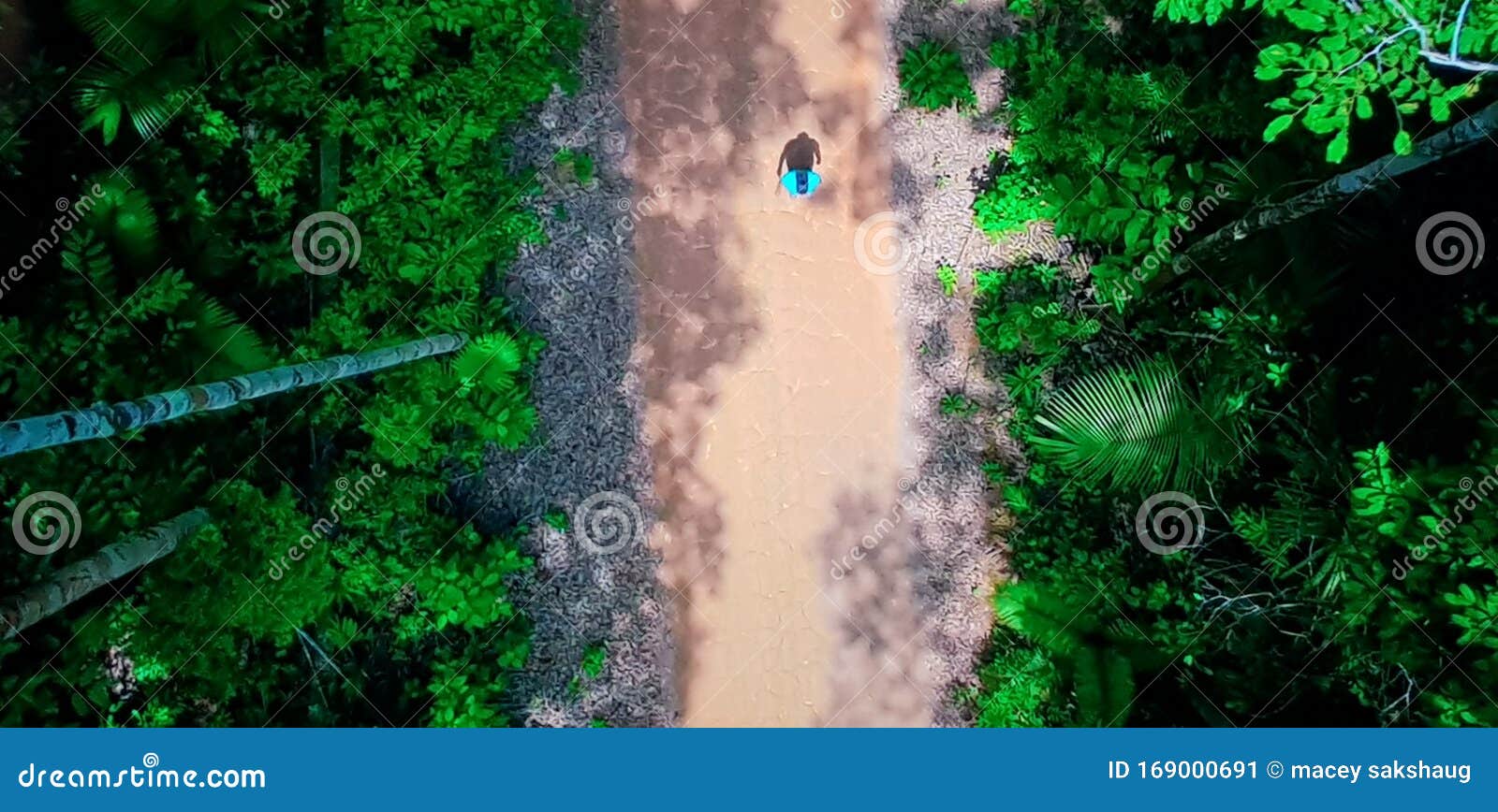 A Bird& X27;s Eye View of a Worker in the Tropical Rainforest Stock ...