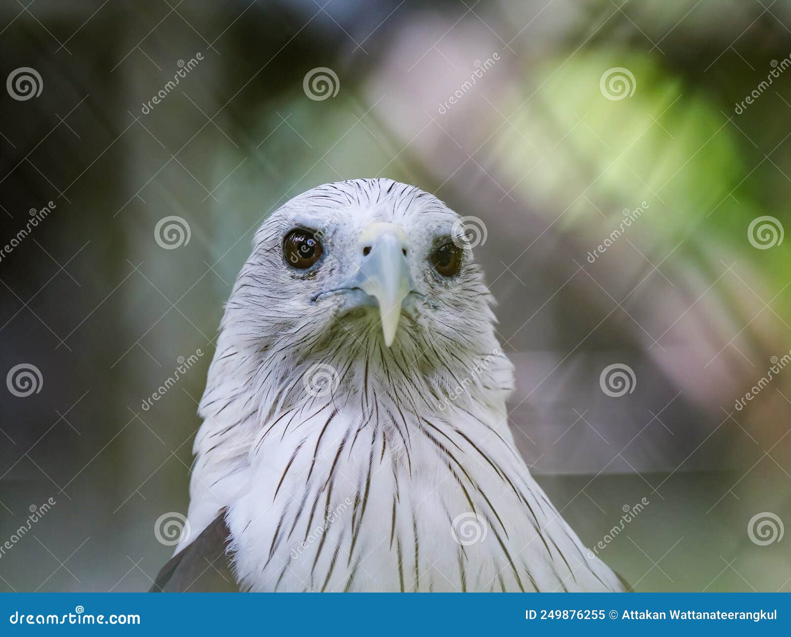 A Bird S Eyes that Stare Intently Stock Image - Image of buzzard, stare ...