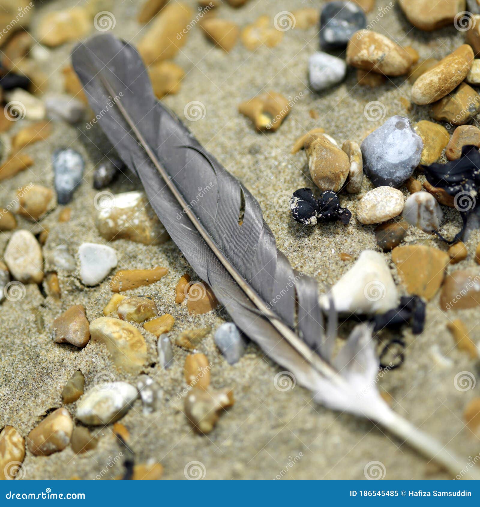 Bird S Feather on the Beach. Conceptual Image Stock Image - Image of ...