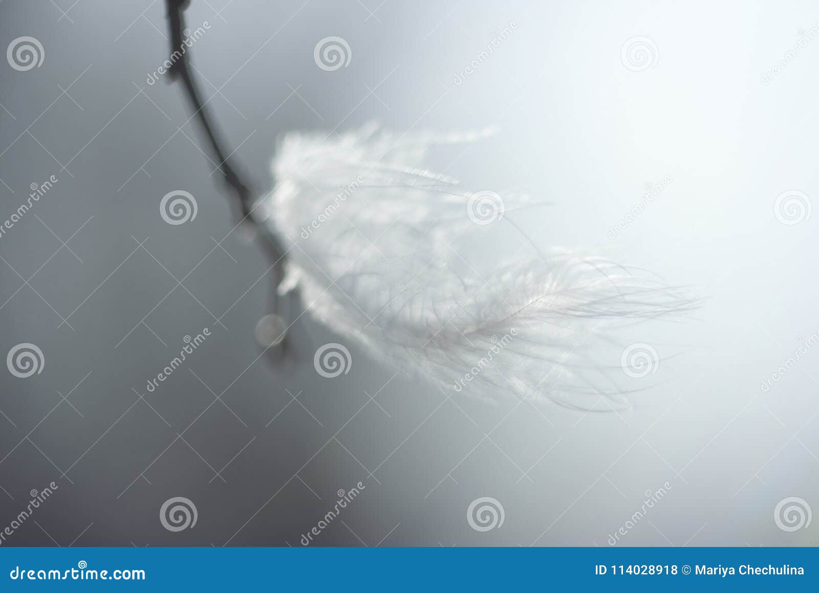 A feather in the wind. stock photo. Image of smooth - 114028918