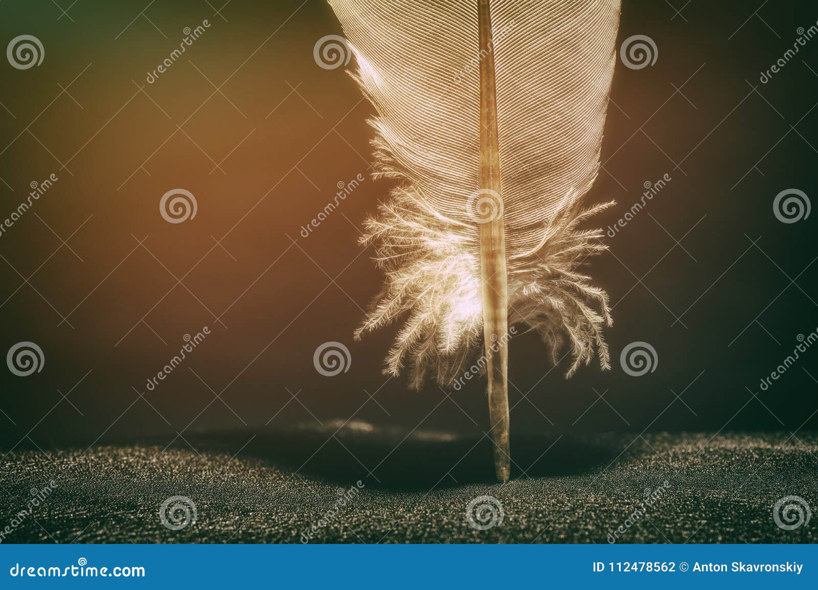 Bird`s feather, close-up. stock photo. Image of elegance - 112478562