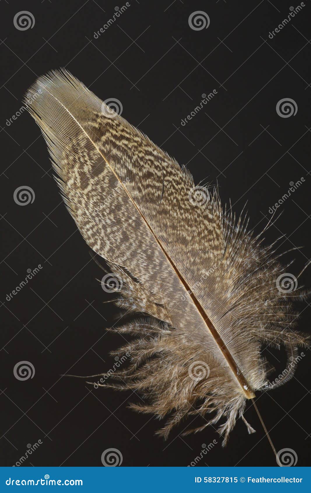 Bird S Feather of Green Pheasant Stock Image - Image of nature, birds ...