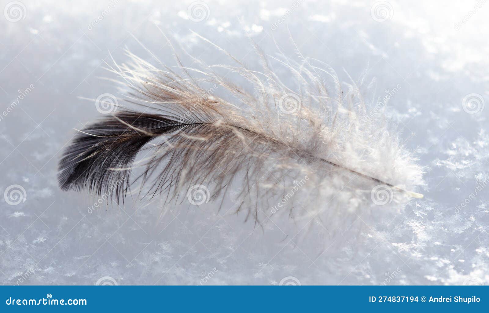 The Bird S Feather Lies on the White Snow. Macro Stock Photo - Image of ...