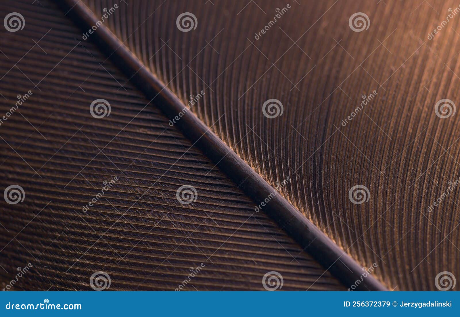 A Bird S Feather in Macro Closeup with a Structure of Details. Bird S ...