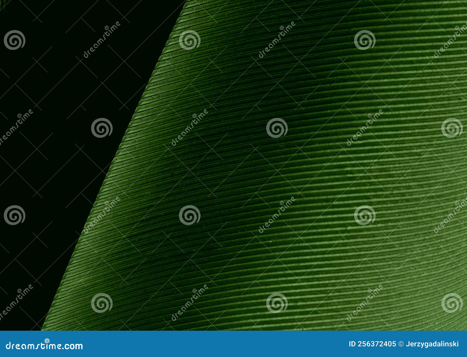 A Bird S Feather in Macro Closeup with a Structure of Details. Bird S ...