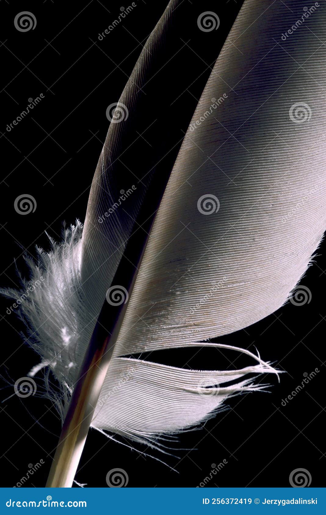 A Bird S Feather in Macro Closeup with a Structure of Details. Stock ...
