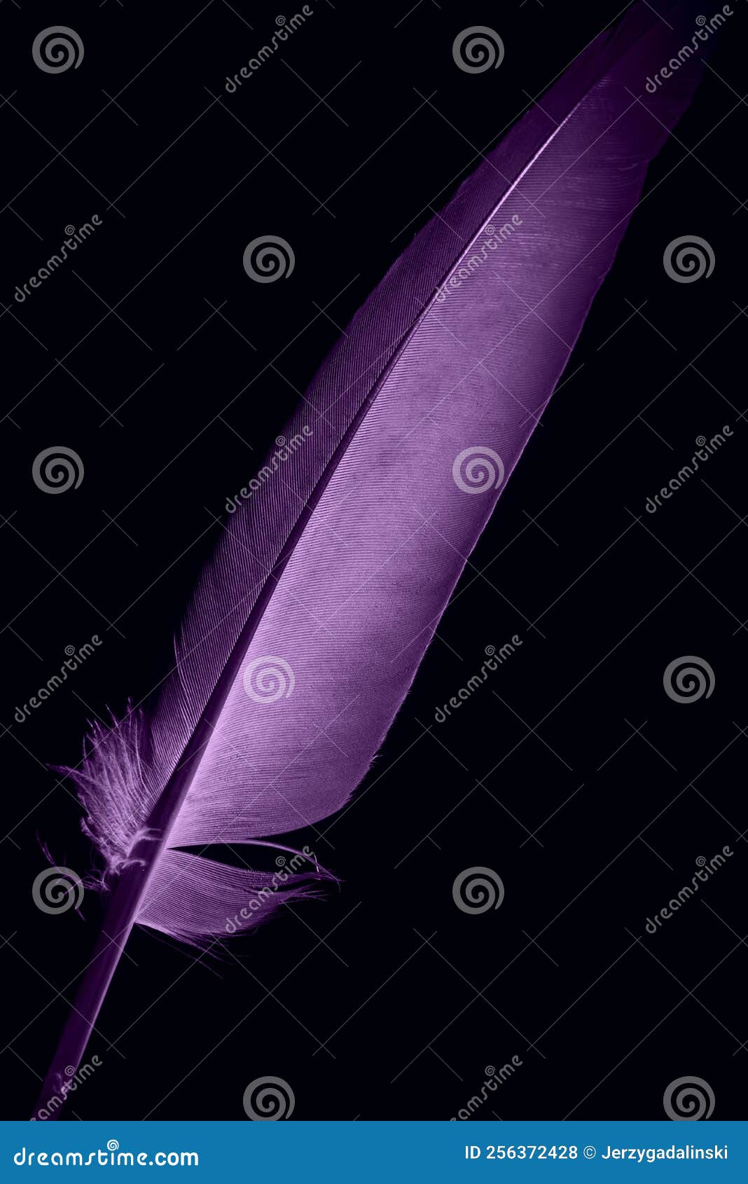 A Bird S Feather in Macro Closeup with a Structure of Details. Bird S ...