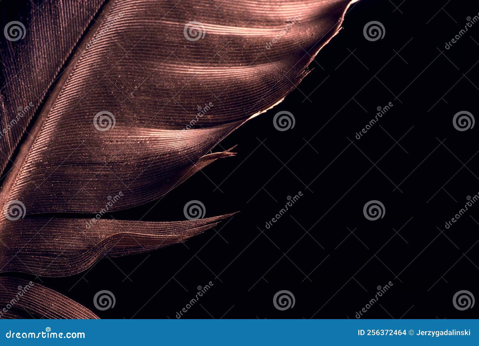 A Bird S Feather in Macro Closeup with a Structure of Details. Stock ...