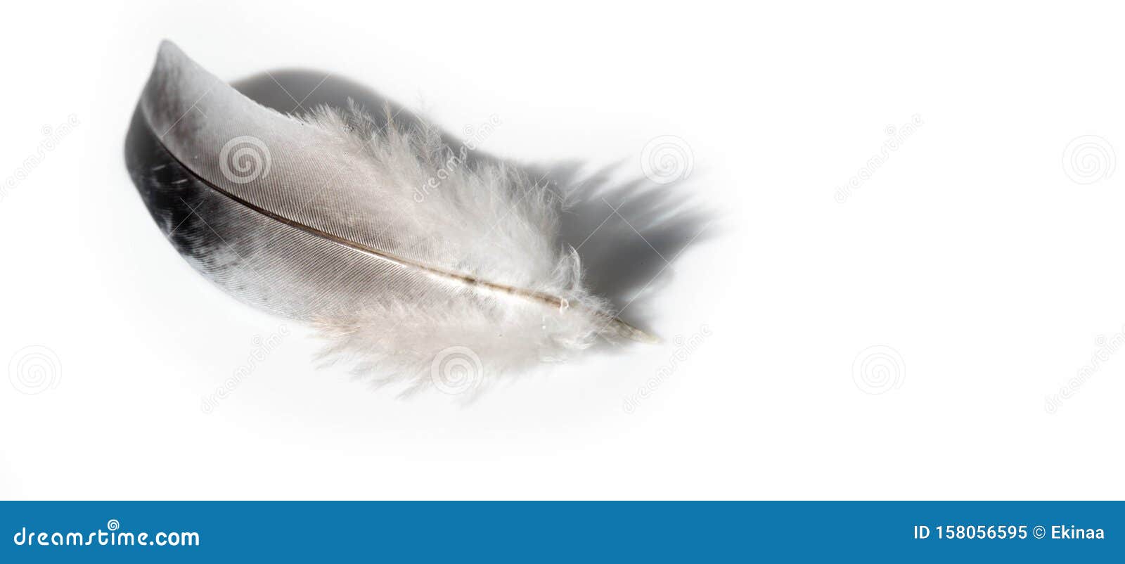 A Bird`s Feather Pen, Feather, Nib, Plume, Blade, Style Stock Image ...