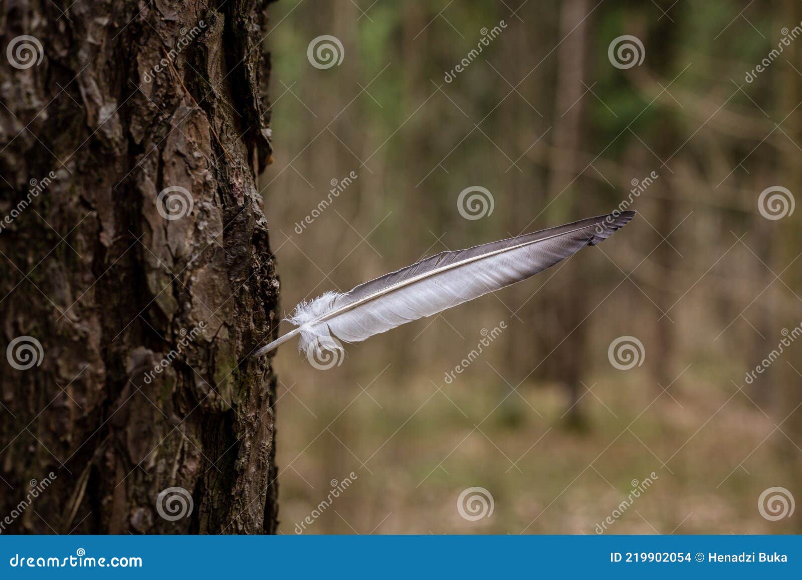 A Bird S Feather Sticking Out of a Tree. Stock Photo - Image of jungle ...