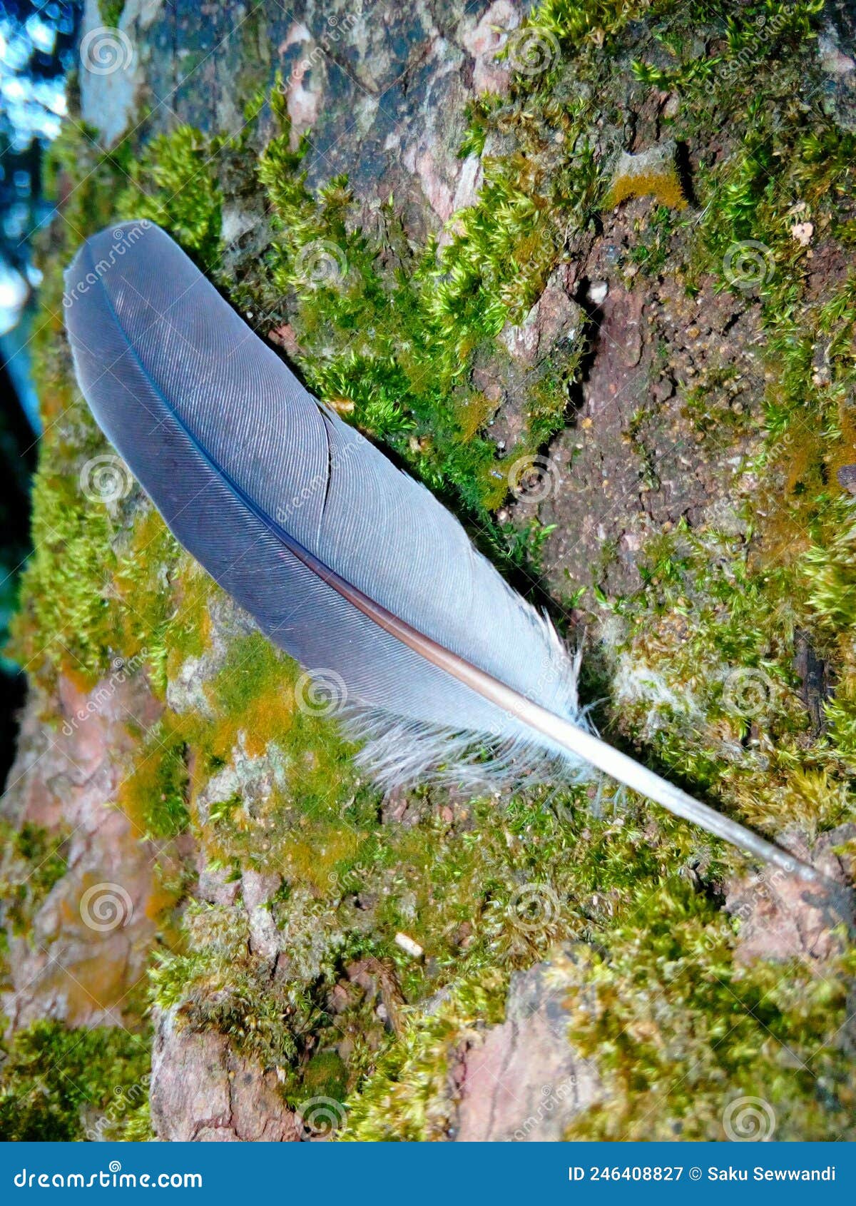 A Birdand X27s Feather On A Tree Trunk Stock Image Image Of Plant Autumn 246408827
