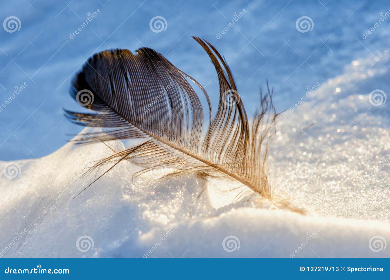 Bird`s Feather on the White Snow Closeup Stock Image - Image of object ...