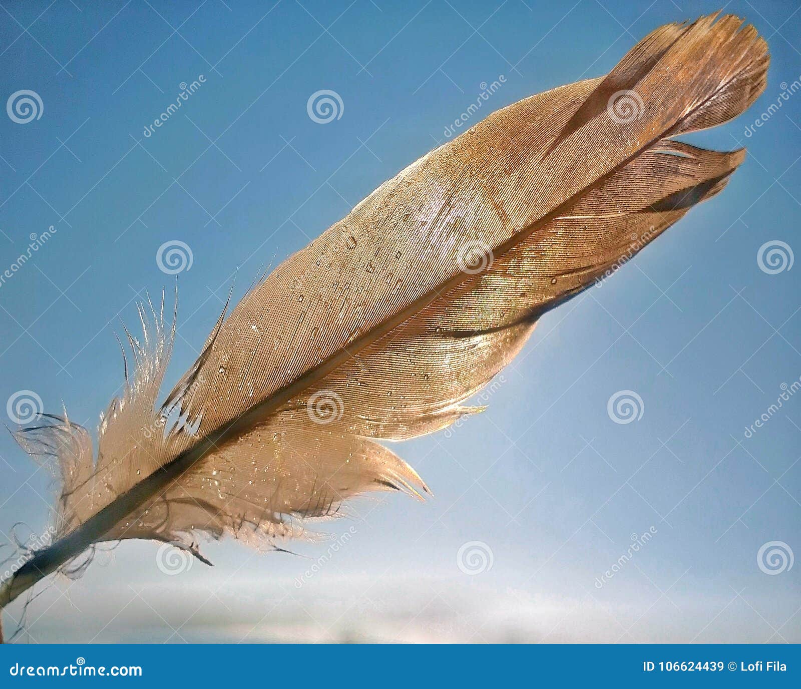 Bird& x27; s-Feder stockbild. Bild von flügel, vogel - 106624439