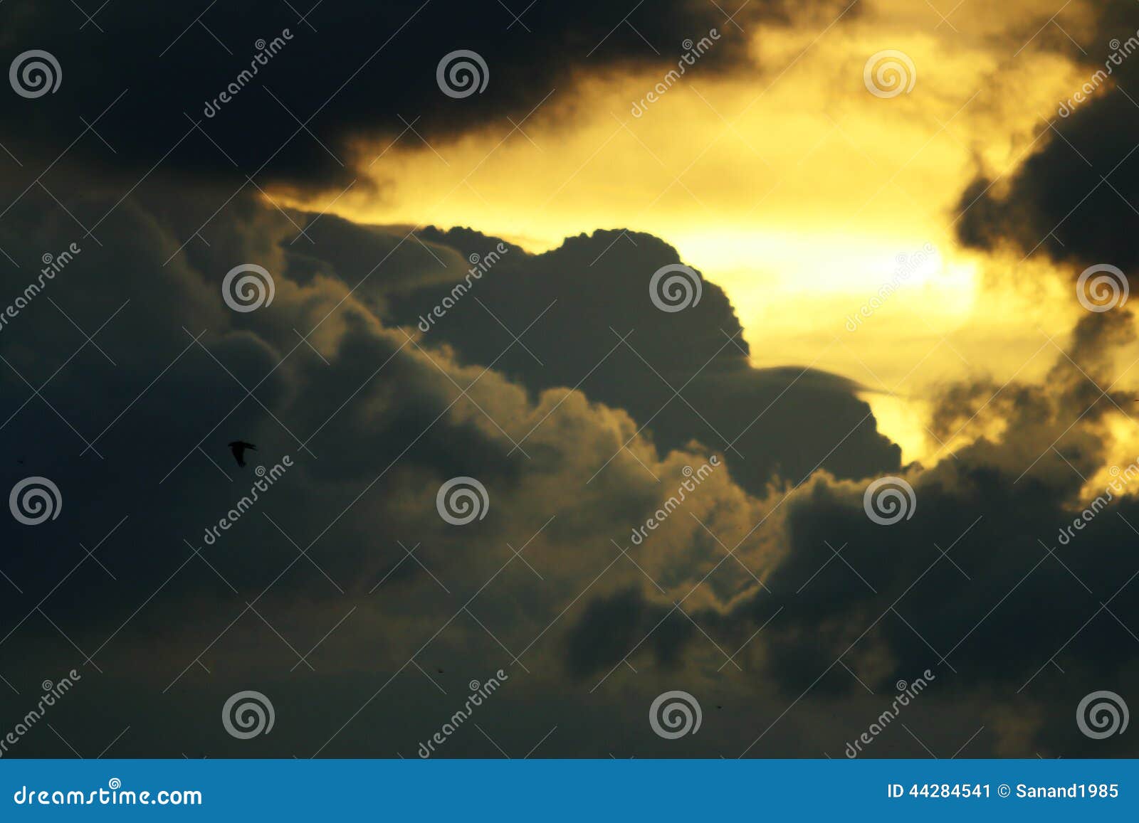 Birds flight stock image. Image of summer, sunset, flight - 44284541
