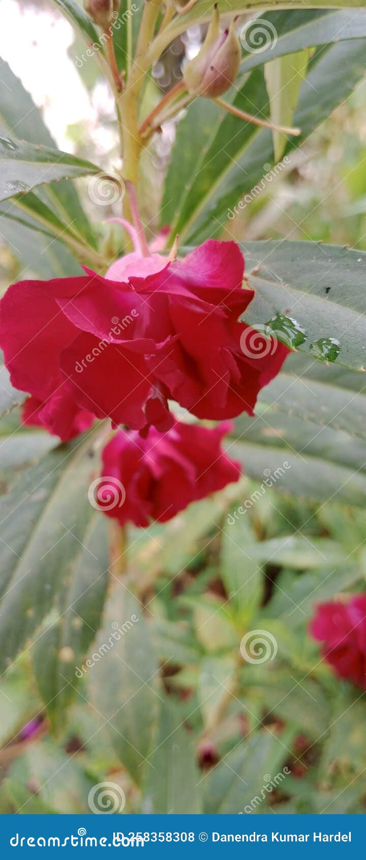 Bird s flowers, a plant. stock photo. Image of garden - 258358308