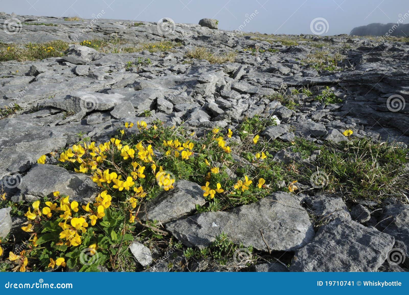Bird s-foot Trefoil stock image. Image of bird, nature - 19710741