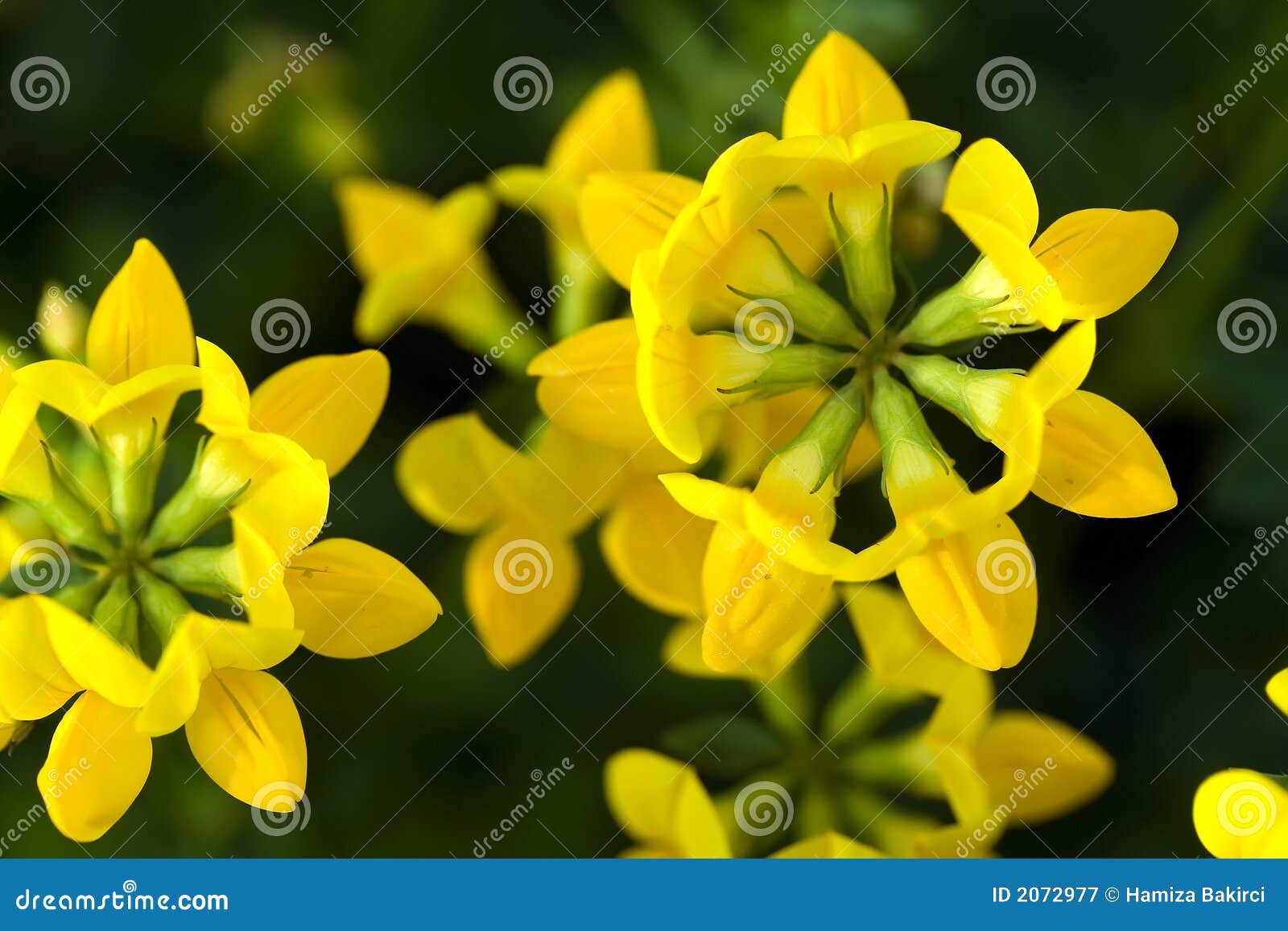 Bird s foot Trefoil stock image. Image of golden, blossom - 2072977